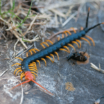 40 Invertebrates Animals Names With Pictures, Facts, & Types - EngDic