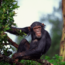 25 Terrestrial Animals Names and Pictures (Land Animals) - EngDic