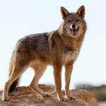 25 Terrestrial Animals Names and Pictures (Land Animals) - EngDic