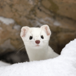 20+ Ice, & Snow Animals Name (Pictures and Facts) - EngDic