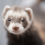 100 Animals And Their Sounds A to Z (+PDF) - EngDic