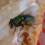 40 Invertebrates Animals Names With Pictures, Facts, & Types - EngDic