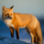 30 Fur Animals Name (Animals with Hair) - EngDic