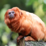 45 Endangered Animals Name With Pictures & Facts - EngDic