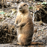 50 Mammals Name with Pictures | List Of Mammals A-Z - EngDic