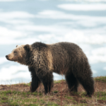 30 Fur Animals Name (Animals with Hair) - EngDic