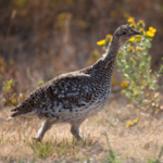 25 Terrestrial Animals Names and Pictures (Land Animals) - EngDic