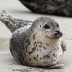 20+ Ice, & Snow Animals Name (Pictures and Facts) - EngDic