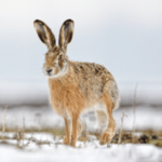 20 Hop Animals Name with Pictures (Jump Animals) - EngDic