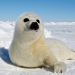 20+ Ice, & Snow Animals Name (Pictures and Facts) - EngDic