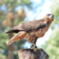 60+ Oviparous Animals Name (Egg Laying Animals) - EngDic