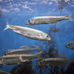 250+ Aquatic & Marine Animals Name (Sea & Ocean Animals) - EngDic