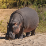 25 Terrestrial Animals Names and Pictures (Land Animals) - EngDic