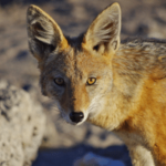 30 Fur Animals Name (Animals with Hair) - EngDic
