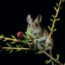 20 Hop Animals Name with Pictures (Jump Animals) - EngDic