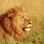 25 Terrestrial Animals Names and Pictures (Land Animals) - EngDic