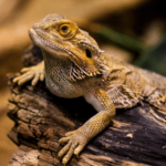 50+ Small Animals Name With Pictures & Fun Facts - EngDic