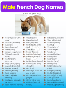 250+ French Dog Names (Male/Female) With English Meanings - EngDic