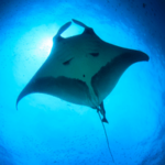 250+ Aquatic & Marine Animals Name (Sea & Ocean Animals) - EngDic