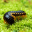 Decomposer Animals Name | Decomposers Examples - EngDic
