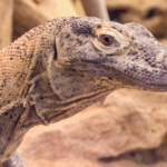 25 Terrestrial Animals Names and Pictures (Land Animals) - EngDic