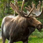 30 Fur Animals Name (Animals with Hair) - EngDic