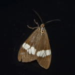 100 Night Animals Name (Nocturnal Animals) - EngDic