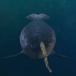 20+ Ice, & Snow Animals Name (Pictures and Facts) - EngDic