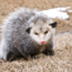 25 Terrestrial Animals Names and Pictures (Land Animals) - EngDic