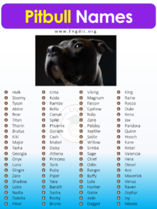 500+ Best Unique Pitbull Names (Male, Female) - EngDic