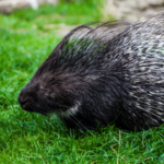 17 Shy Animals Name (Pictures & Fun Facts) - EngDic