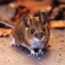 20 Scientific Names Of Animals with Pictures - EngDic
