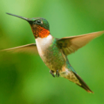 100+ Birds Names that Start With R - EngDic