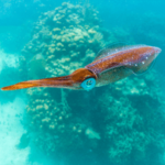 40 Invertebrates Animals Names With Pictures, Facts, & Types - EngDic