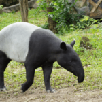 17 Shy Animals Name (Pictures & Fun Facts) - EngDic