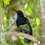 Birds Names that Start With V - EngDic