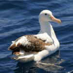 20 Aerial Animals Name (Flying & Air Animals) - EngDic