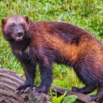 20+ Ice, & Snow Animals Name (Pictures and Facts) - EngDic