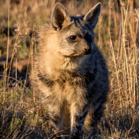 17 Shy Animals Name (Pictures & Fun Facts) - EngDic