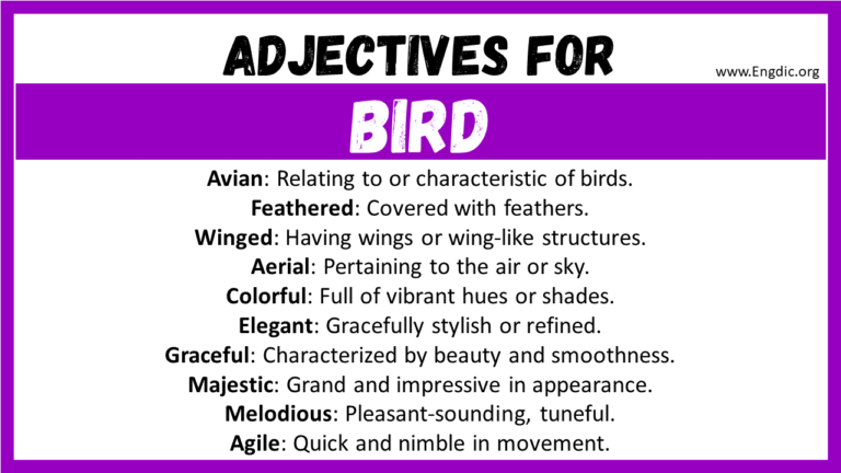 20+ Best Words to Describe Bird, Adjectives for Bird - EngDic