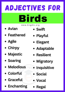 20+ Best Words to Describe Birds, Adjectives for Birds - EngDic