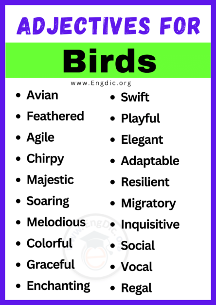 20+ Best Words to Describe Birds, Adjectives for Birds - EngDic