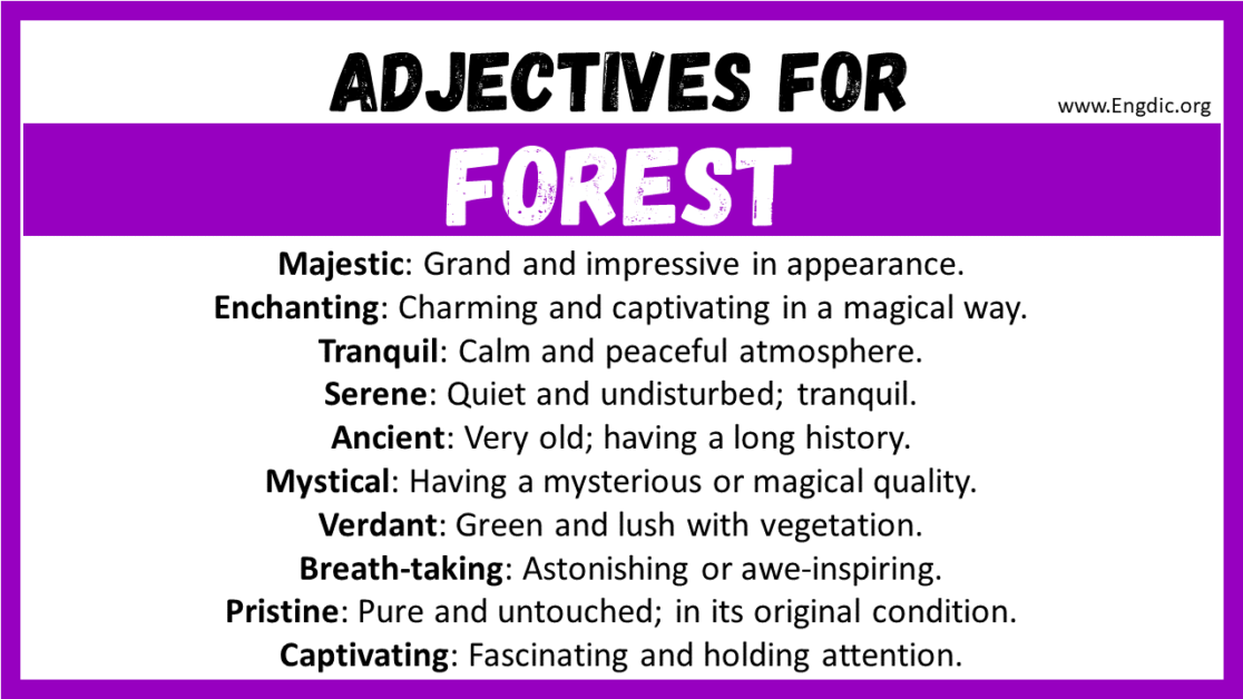 20+ Best Words to Describe a Forest, Adjectives for Forest - EngDic