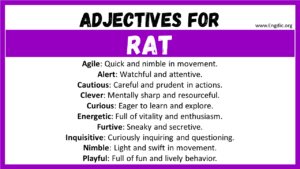 20+ Best Words to Describe Rat, Adjectives for Rat - EngDic