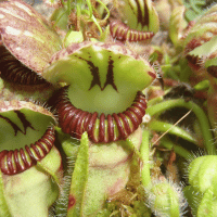 Carnivorous Plants: Insectivorous Plants With Names And Pictures - EngDic