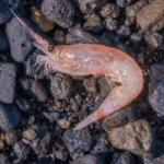 20+ Ice, & Snow Animals Name (Pictures and Facts) - EngDic