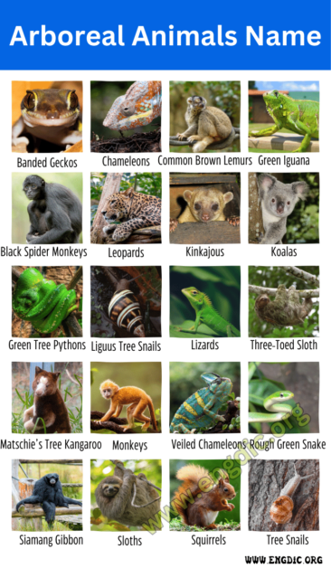 23 Arboreal Animals Name (Tree Animals Name) - EngDic