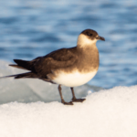 20+ Ice, & Snow Animals Name (Pictures and Facts) - EngDic