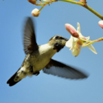 20 Aerial Animals Name (Flying & Air Animals) - EngDic