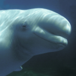 20+ Ice, & Snow Animals Name (Pictures and Facts) - EngDic